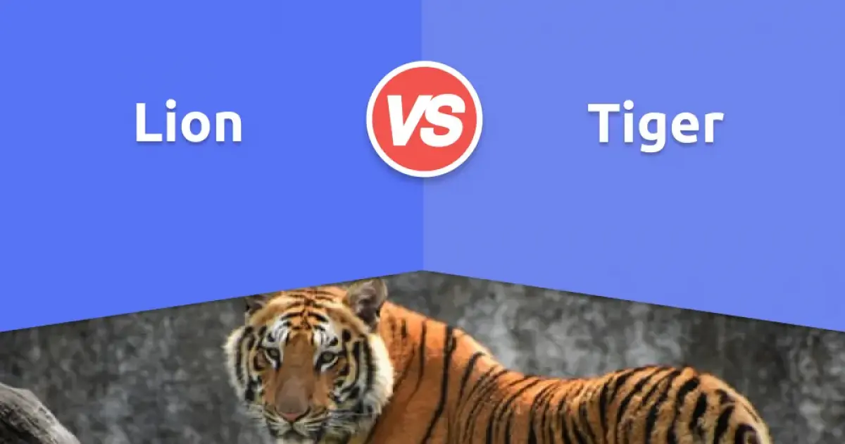Lion vs Tiger: 10 Major Differences You Need To Know