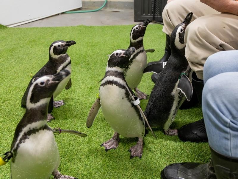 WIN! a Penguin Encounter at John Ball Zoo! - grkids.com